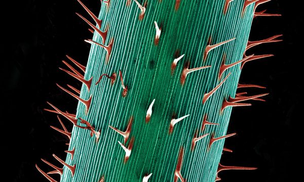 Book Review: ‘Cannabis: Marijuana Under the Microscope’ - Cann Society ...